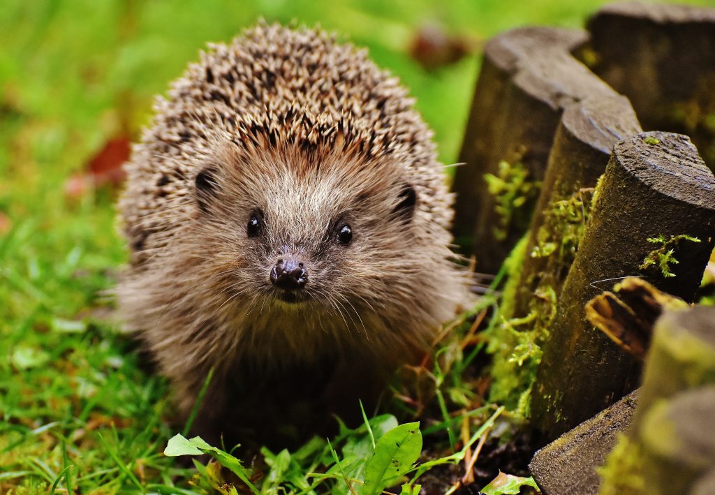 Mr hedgehog Free stock image - Biodynamic Association