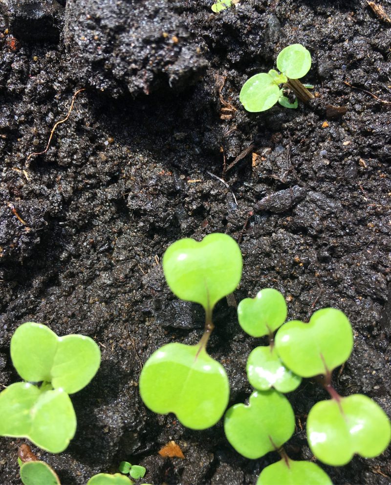 Biodynamic basics: Horn Silica – “Making your Garden Glow” - Biodynamic ...