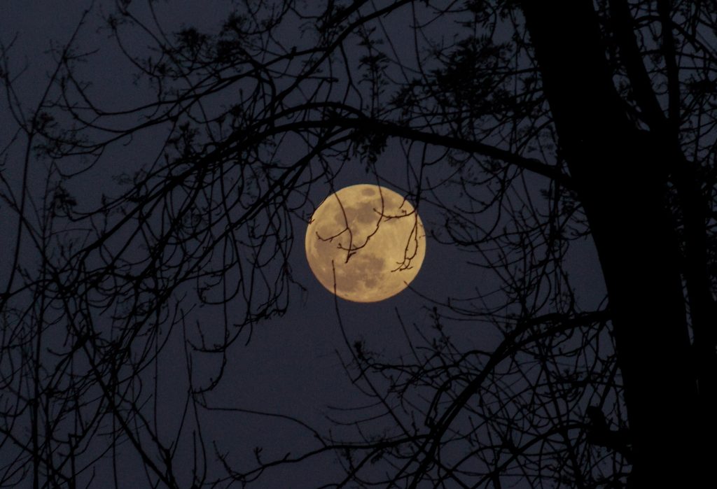 Moon and trees free stock image - Biodynamic Association
