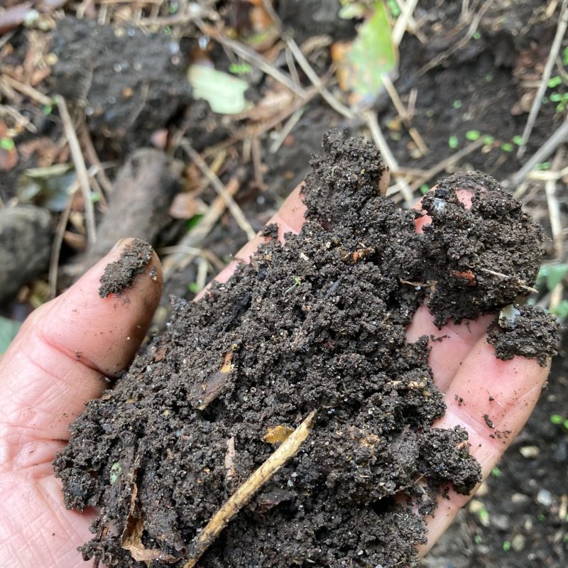 Biodynamic basics: bringing life to your soil - Biodynamic Association
