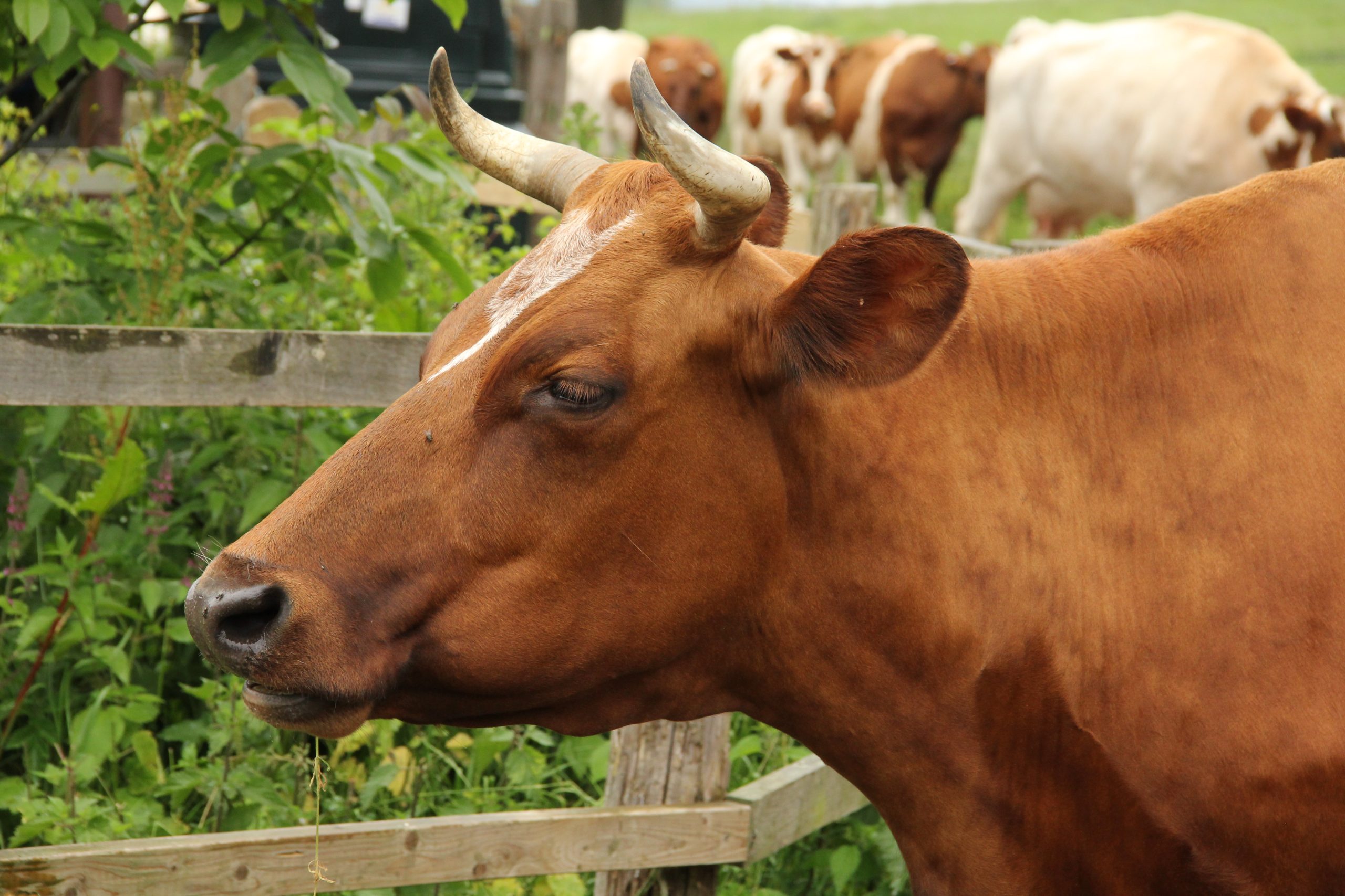 Learning Biodynamics - Biodynamic Association