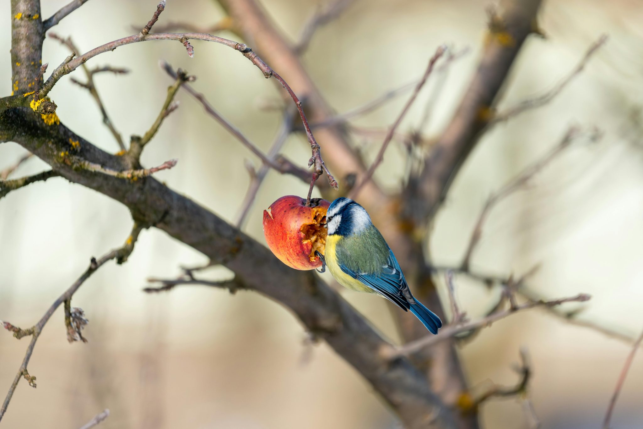 Fruit Tree Pruning Workshop 14th Febuary 2026, Cardiff - Biodynamic ...