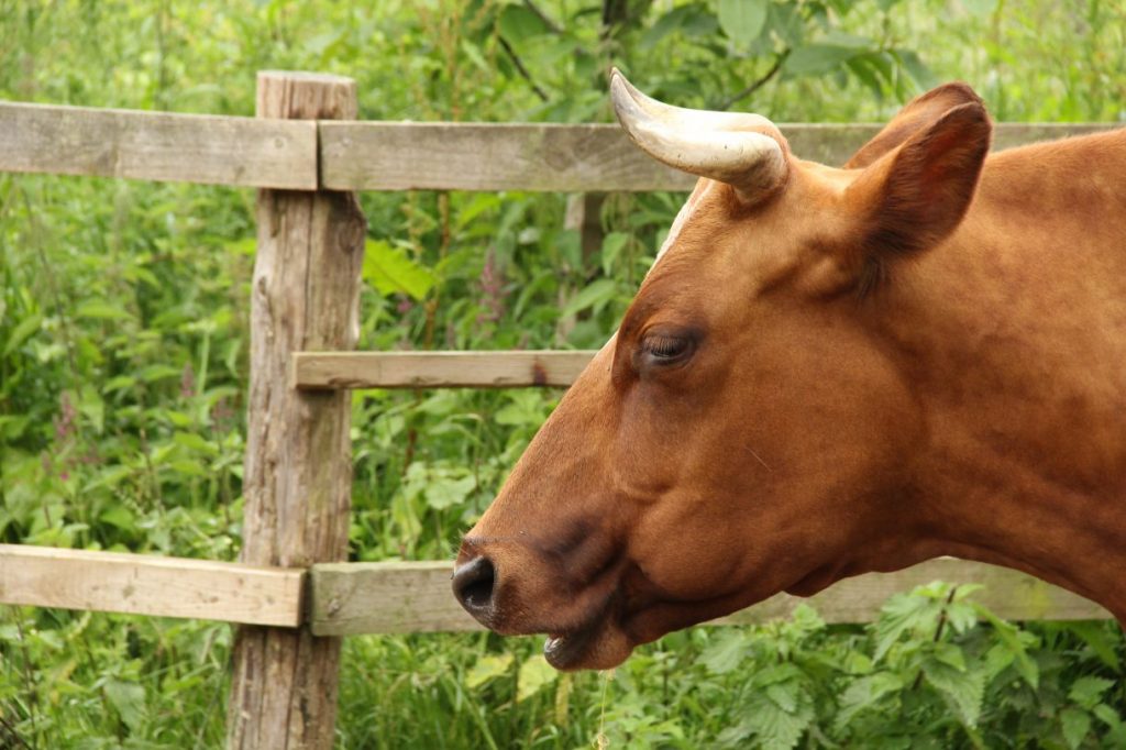 Biodynamic vs Organic - Biodynamic Association