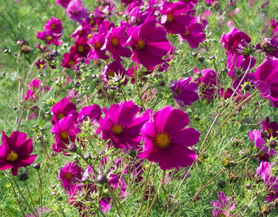 Home | Biodynamic Association